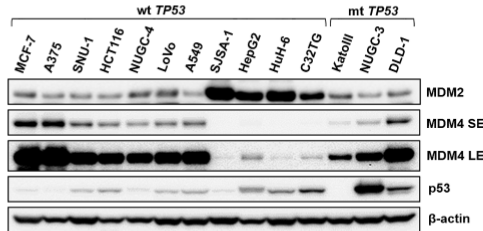 Oncoscience | MDM4 expression as an indicator of TP53 reactivation by combined targeting of MDM2 ...