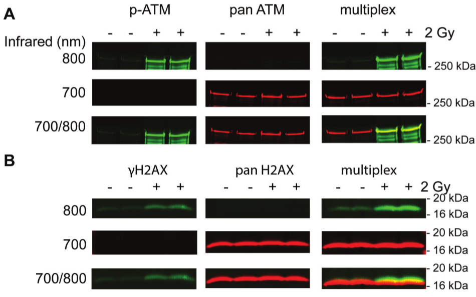 Oncoscience | A quasi-quantitative dual multiplexed immunoblot method ...