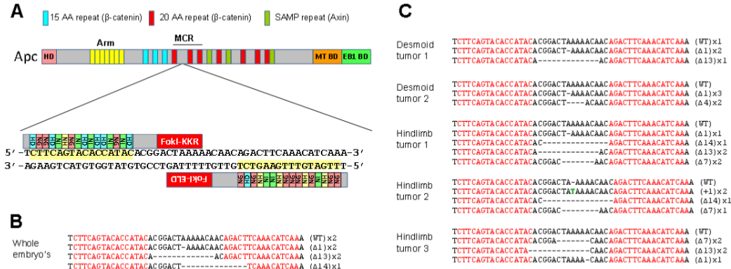Oncoscience | TALEN-mediated apc mutation in Xenopus tropicalis ...
