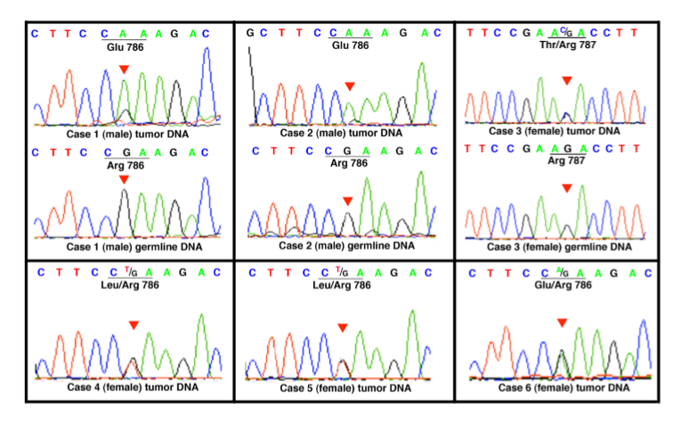 Oncoscience | Recurrent ZFX mutations in human sporadic parathyroid ...
