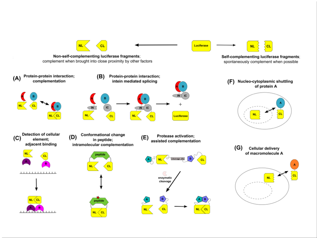 Oncoscience | Luciferase fragment complementation imaging in ...