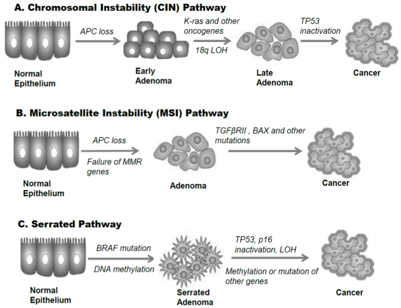 Oncoscience | Genetic pathways, prevention, and treatment of sporadic ...